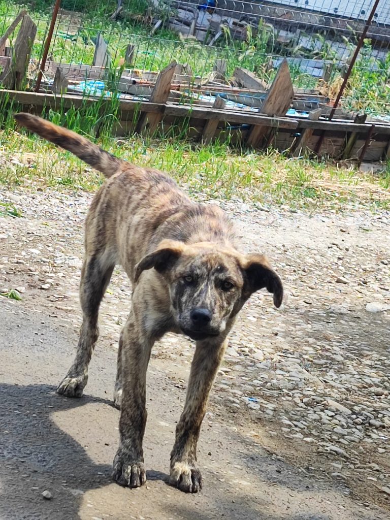 AdoptiiCaini.ro - Anunțuri de adopții câini!