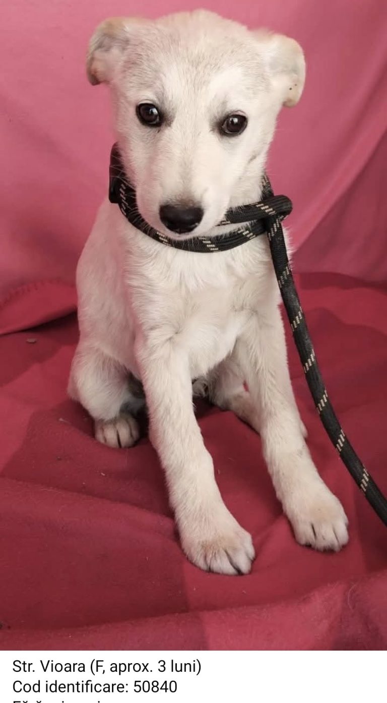 AdoptiiCaini.ro - Anunțuri de adopții câini!