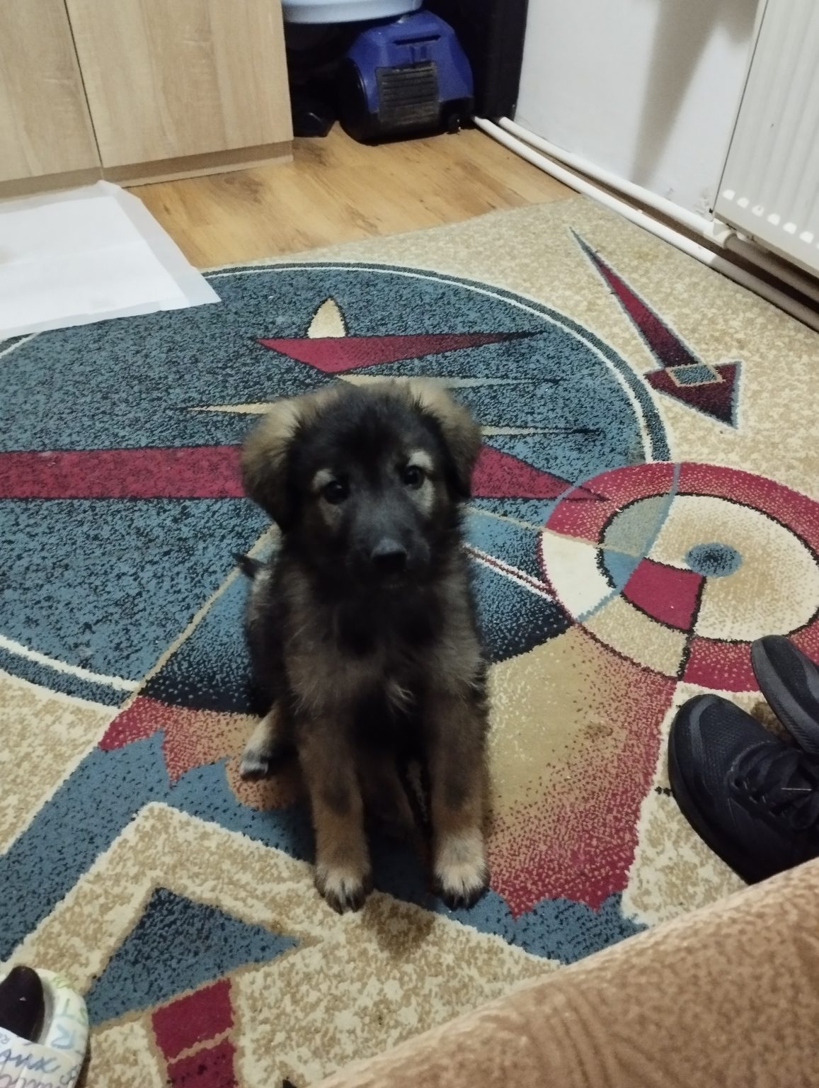 AdoptiiCaini.ro - Anunțuri de adopții câini!