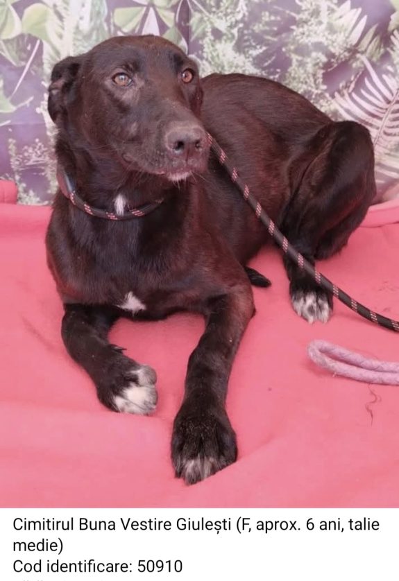 AdoptiiCaini.ro - Anunțuri de adopții câini!