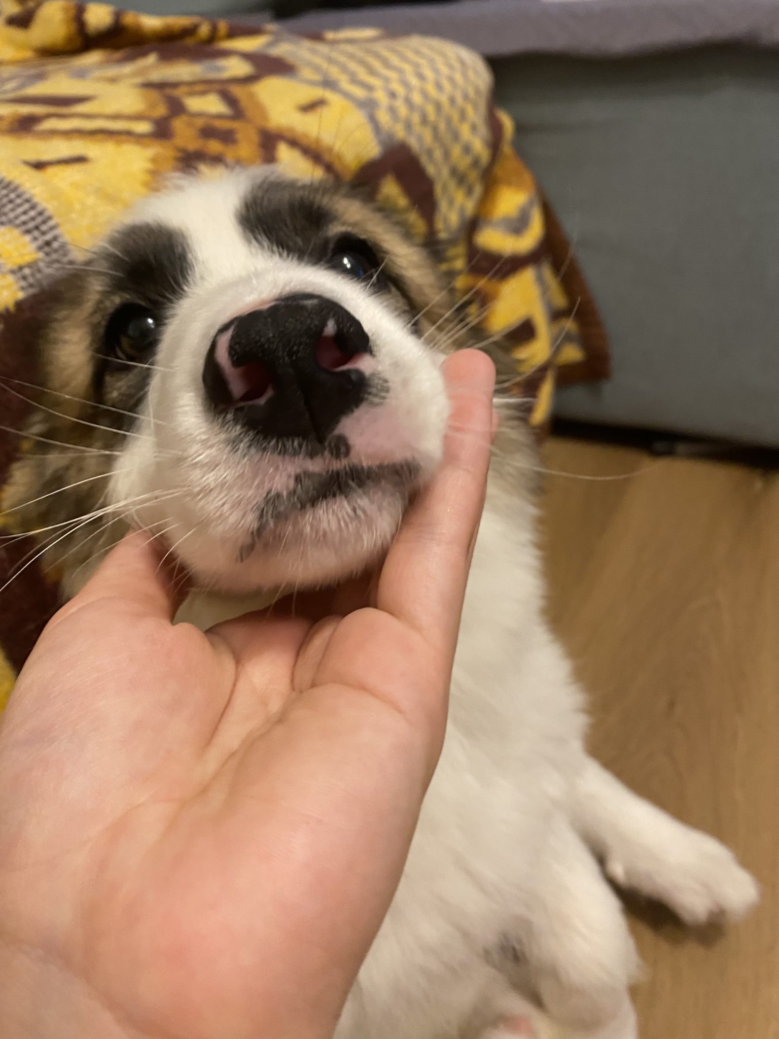 AdoptiiCaini.ro - Anunțuri de adopții câini!