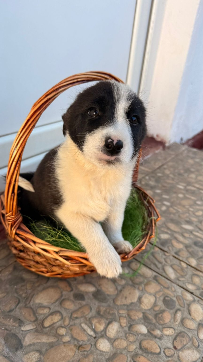 AdoptiiCaini.ro - Anunțuri de adopții câini!