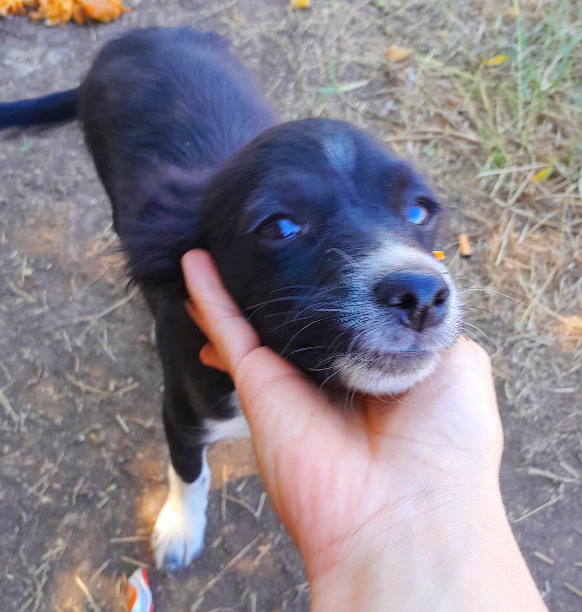 AdoptiiCaini.ro - Anunțuri de adopții câini!