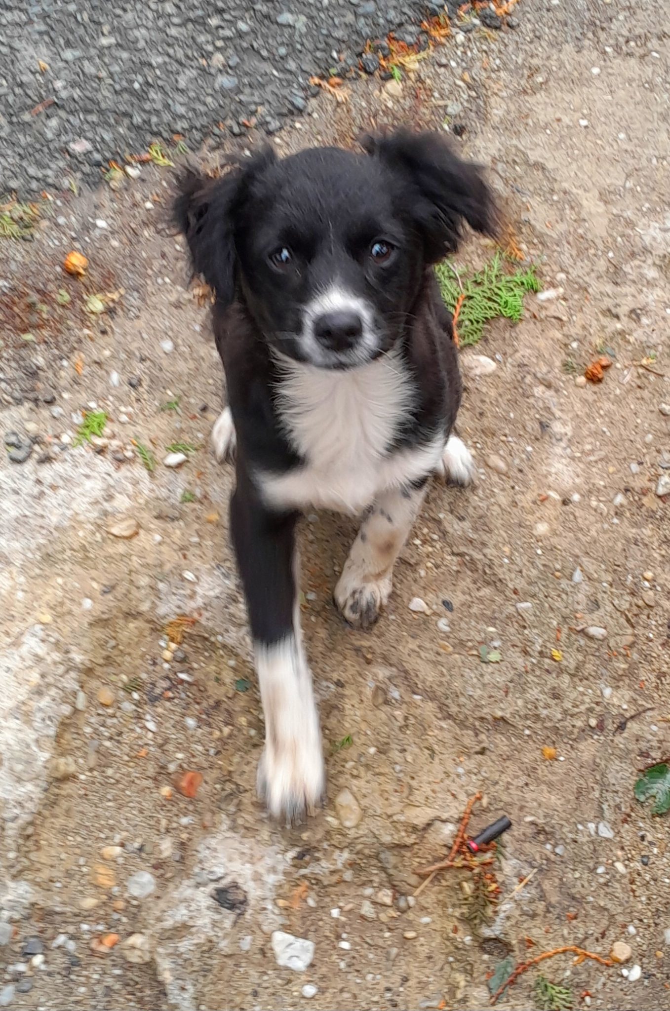 AdoptiiCaini.ro - Anunțuri de adopții câini!