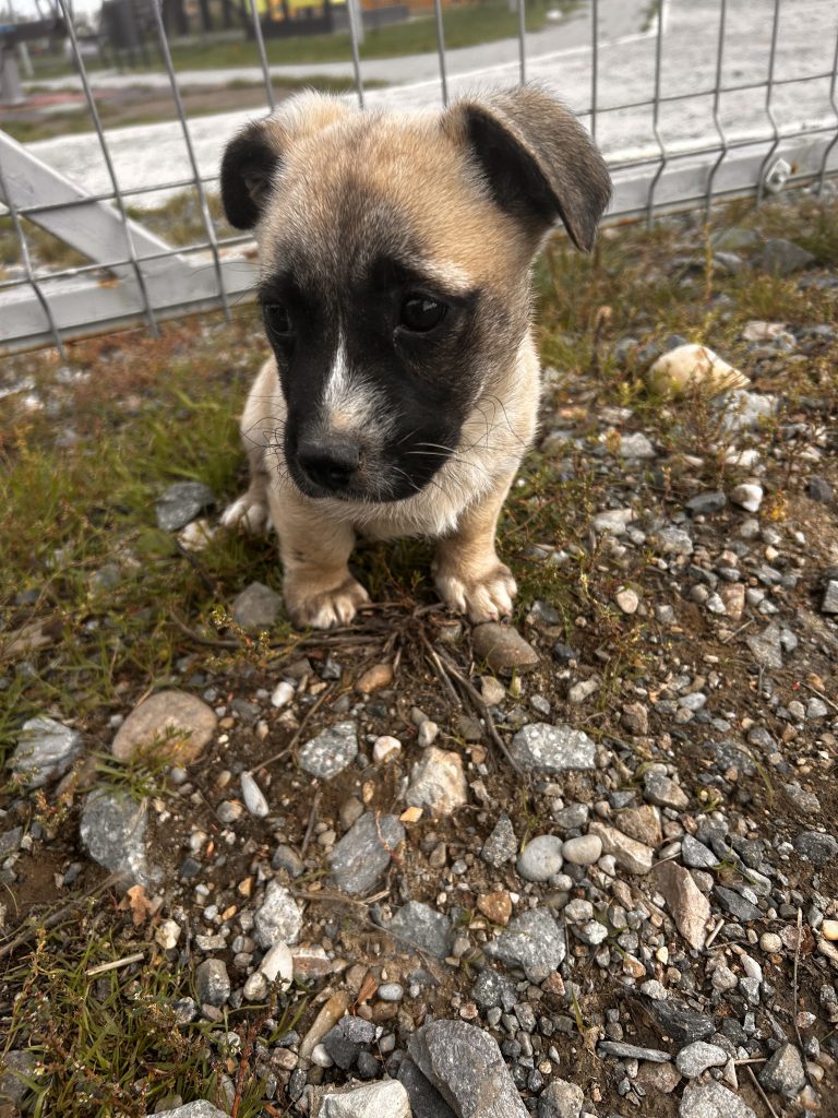 Gasit pui catel - AdoptiiCaini.ro