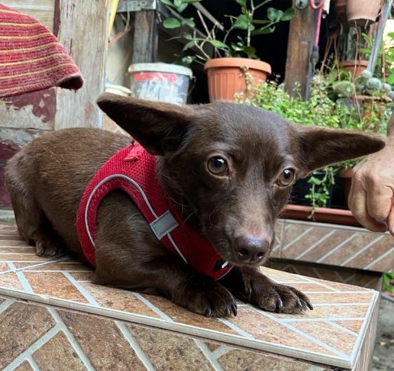 Catelusa metis chihuahua - AdoptiiCaini.ro