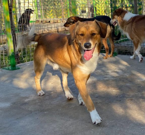 AdoptiiCaini.ro - Anunțuri de adopții câini!