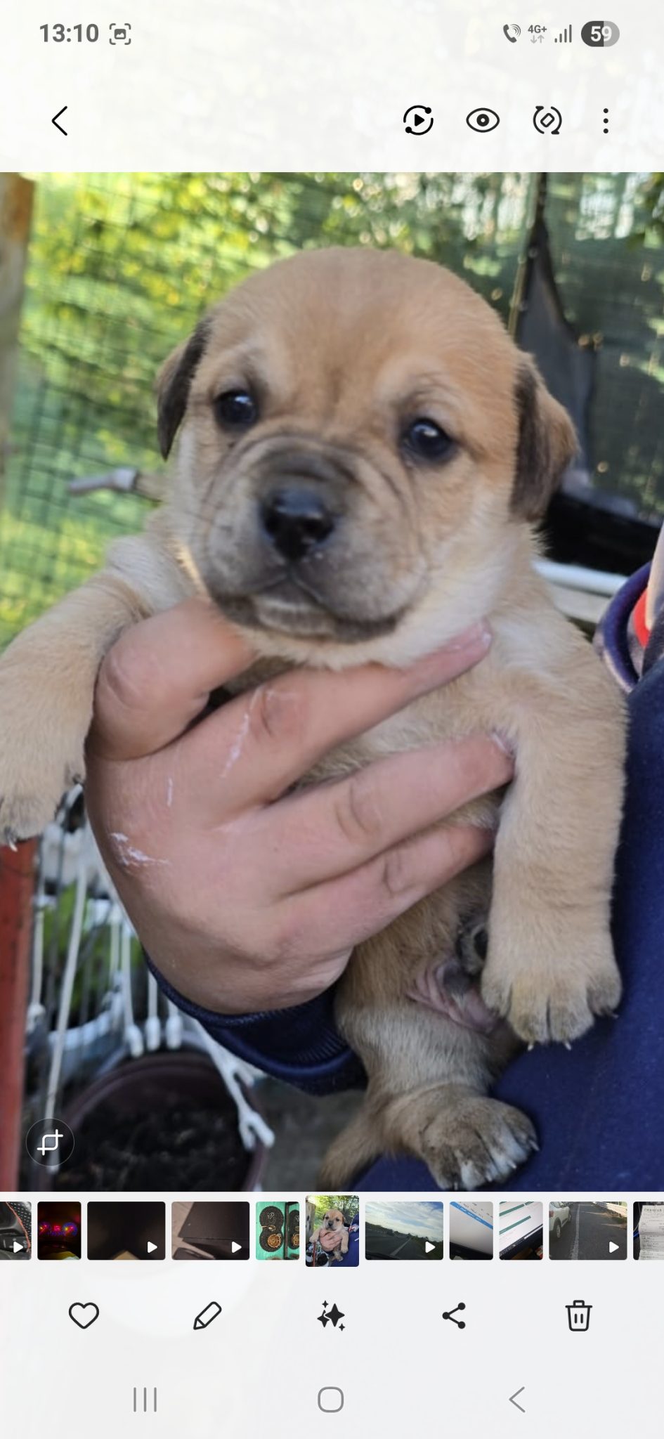 Adoptie metis Amstaff pui - AdoptiiCaini.ro
