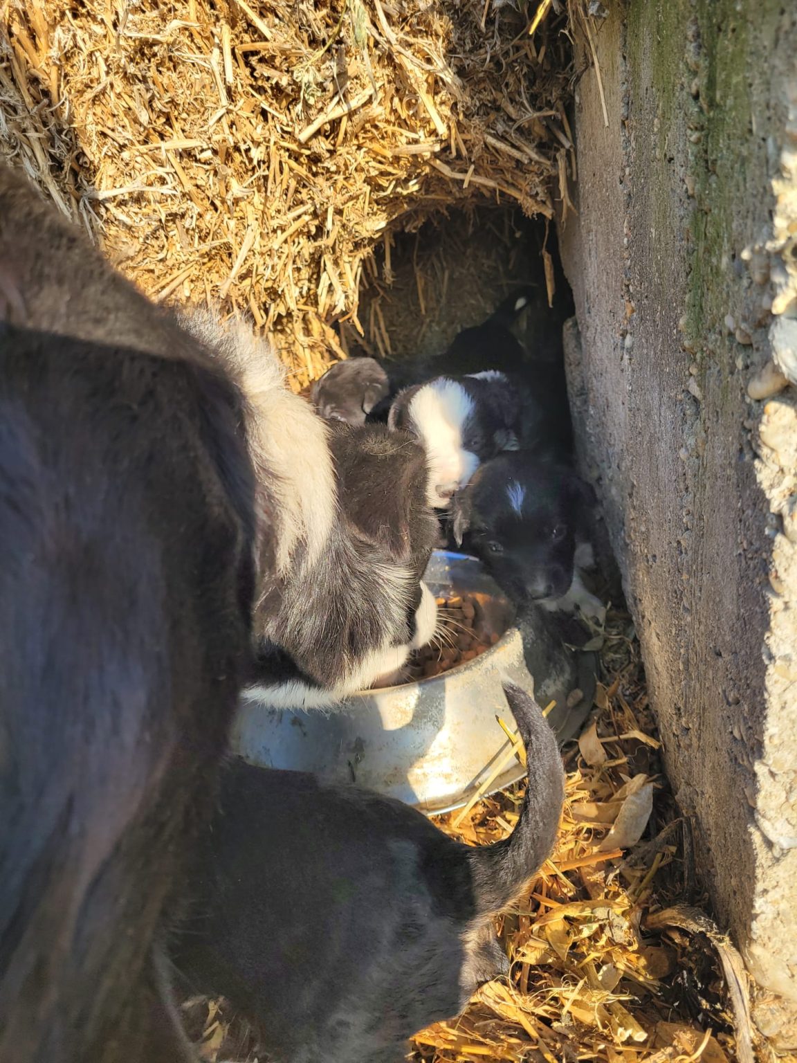 Ofer spre adoptie 6 catelusi mix de Border Collie - AdoptiiCaini.ro