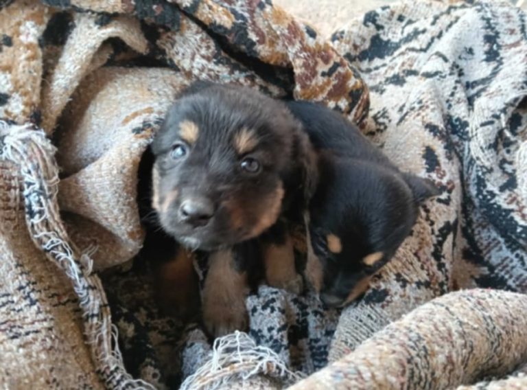 Ofer spre adopție doi cățeluși - AdoptiiCaini.ro