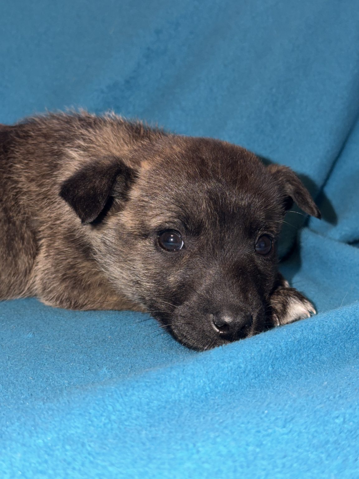 Donez 2 pui de catel - AdoptiiCaini.ro